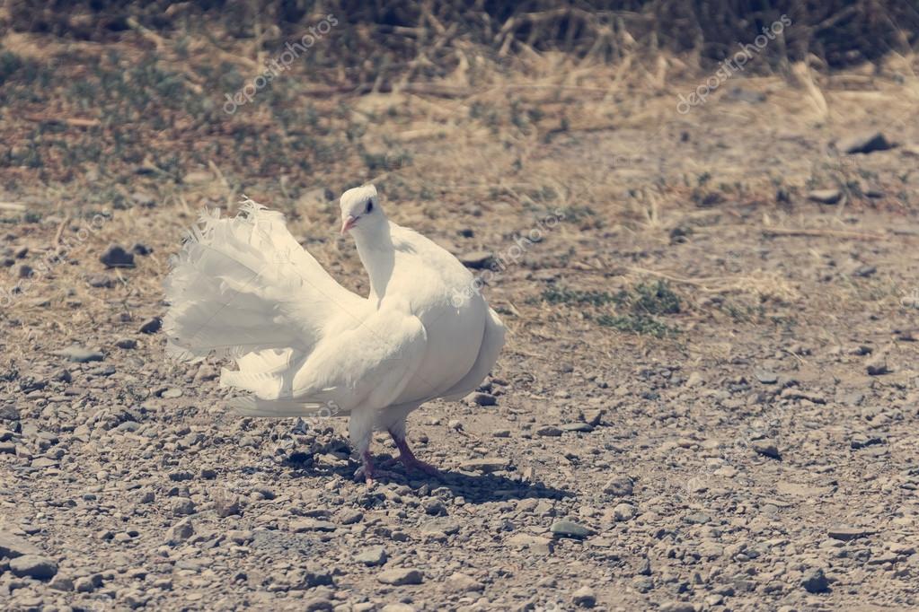 Pictures: funny dove | Funny white dove — Stock Photo © watman #106113738