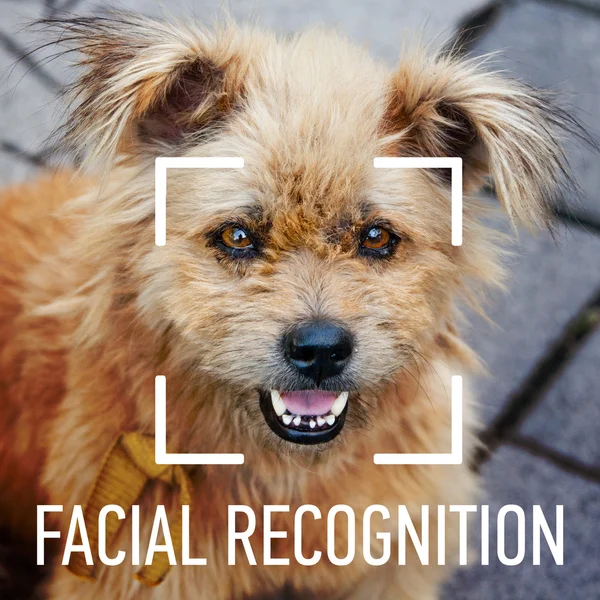 Small red fluffy dog face - Stock Image - Everypixel