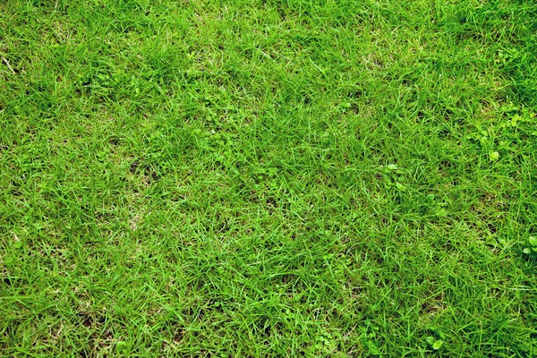 Green short cut grass — Stock Photo © watman #67614067
