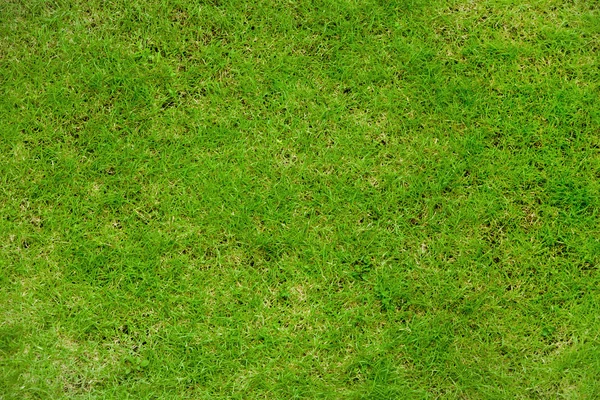 Green short cut grass — Stock Photo © watman #67614067