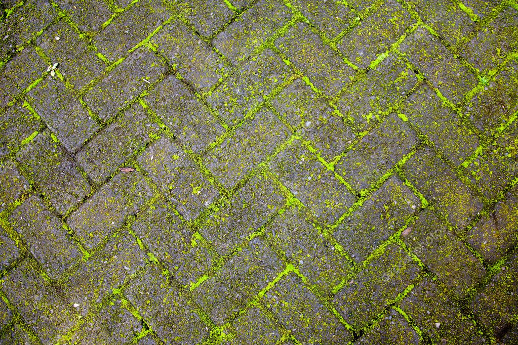 Mossy flooring texture — Stock Photo © watman #66659577