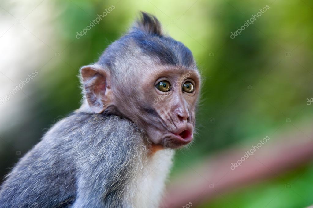 Monkey portrait — Stock Photo © watman #66660801