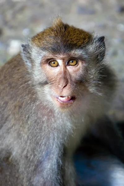 Monkey portrait — Stock Photo © watman #66660801
