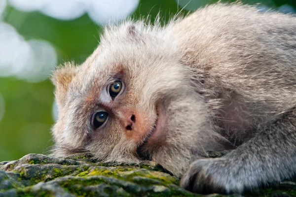 Sourire de singe images libres de droit, photos de Sourire de singe ...