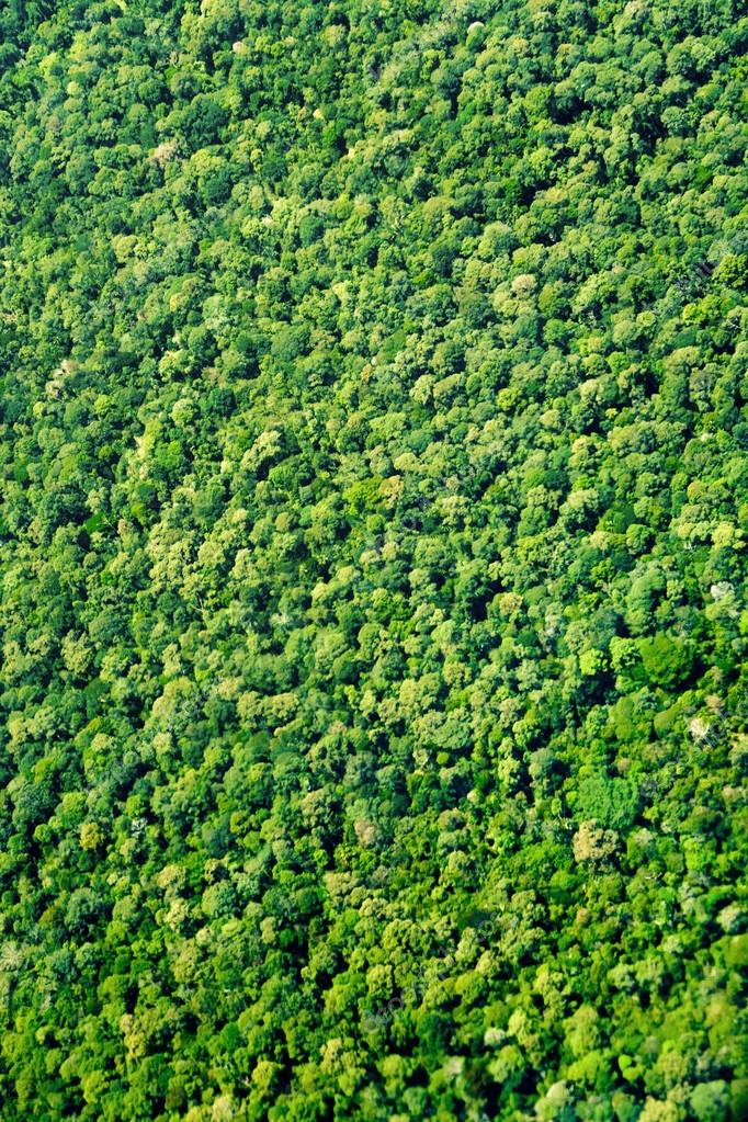 Trees top view texture — Stock Photo © watman #67613357