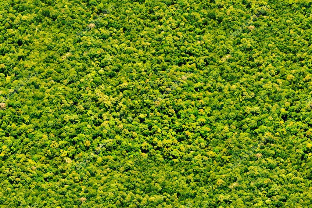 Trees top view texture — Stock Photo © watman #67613621