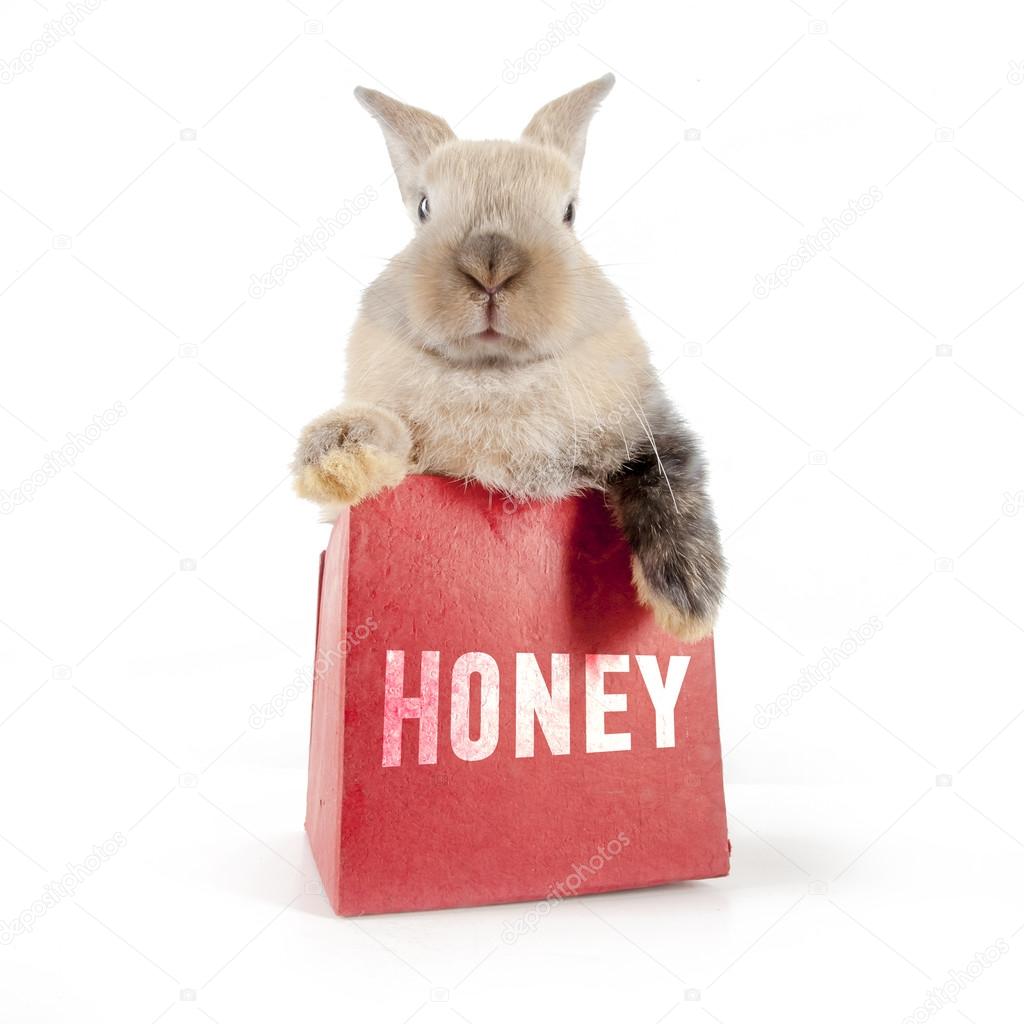 Rabbit in a red box Stock Photo by ©watman 68941383