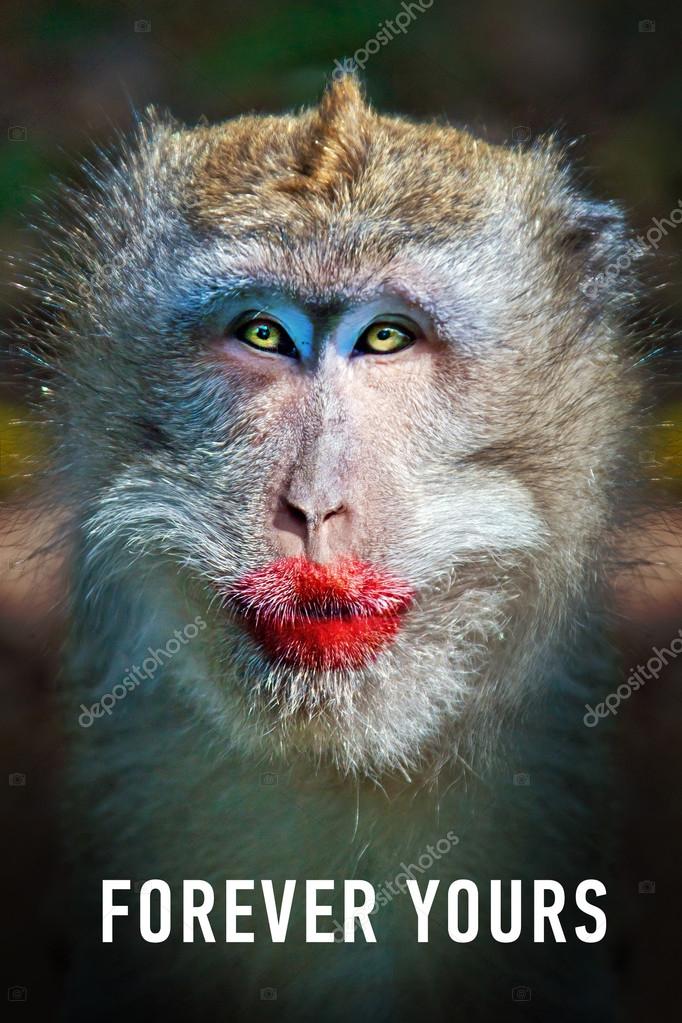 Funny monkey with a red lips Stock Photo by ©watman 69191787