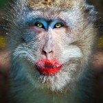 Funny monkey with a red lips — Stock Photo © watman #70254469