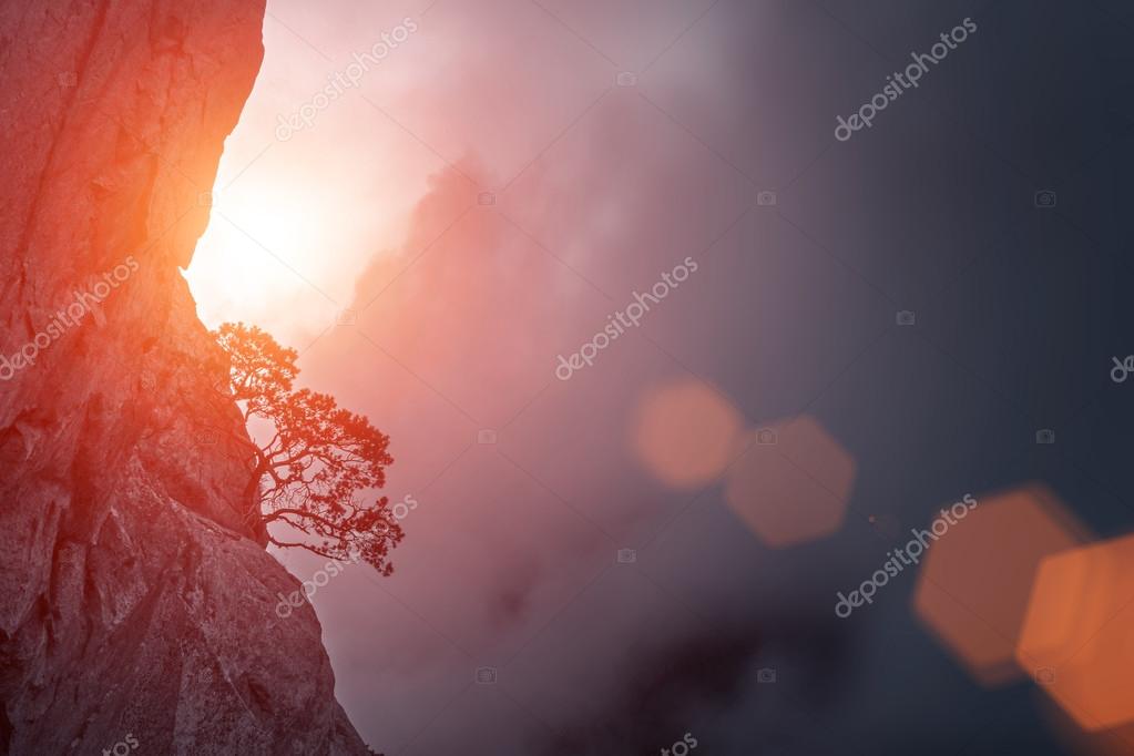 Curved trees growing on vertical cliff — Stock Photo © watman #89731842