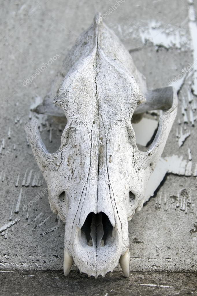 Wolf Skull Top View