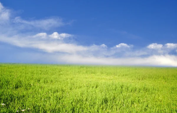 Empty Grass Field — Stock Photo © mrkornflakes #10801011 Empty Grass Field — Stock Photo © mrkornflakes #10801011