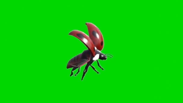 Ladybug Flying Green Screen — Stock Video © plussizefashion2019.gmail ...