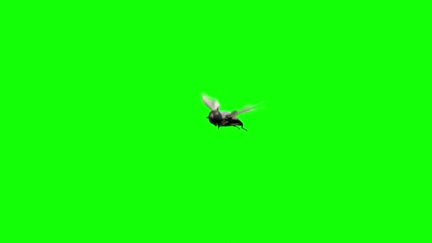 Fly Flying Green Screen — Stock Video © plussizefashion2019.gmail.com ...