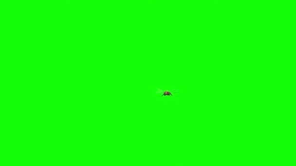 207 Bee green screen Videos, Royalty-free Stock Bee green screen ...