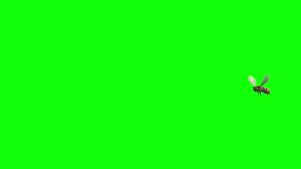 207 Bee green screen Videos, Royalty-free Stock Bee green screen ...