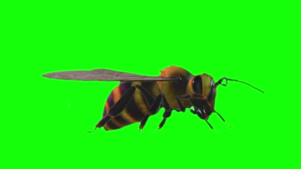 207 Bee green screen Videos, Royalty-free Stock Bee green screen ...
