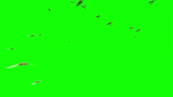 205 Bee green screen Videos, Royalty-free Stock Bee green screen ...
