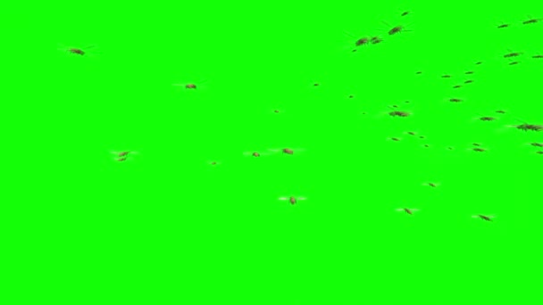 205 Bee green screen Videos, Royalty-free Stock Bee green screen ...