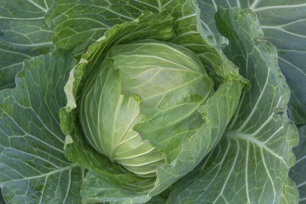 Cabbage Garden — Stock Photo © kariphoto #329609634