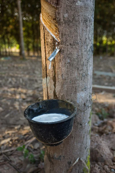 Rubber tapping Stock Photos, Royalty Free Rubber tapping Images ...