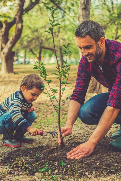 Man planting tree Stock Photos, Royalty Free Man planting tree Images ...