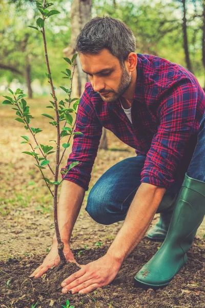 Man planting tree Stock Photos, Royalty Free Man planting tree Images ...