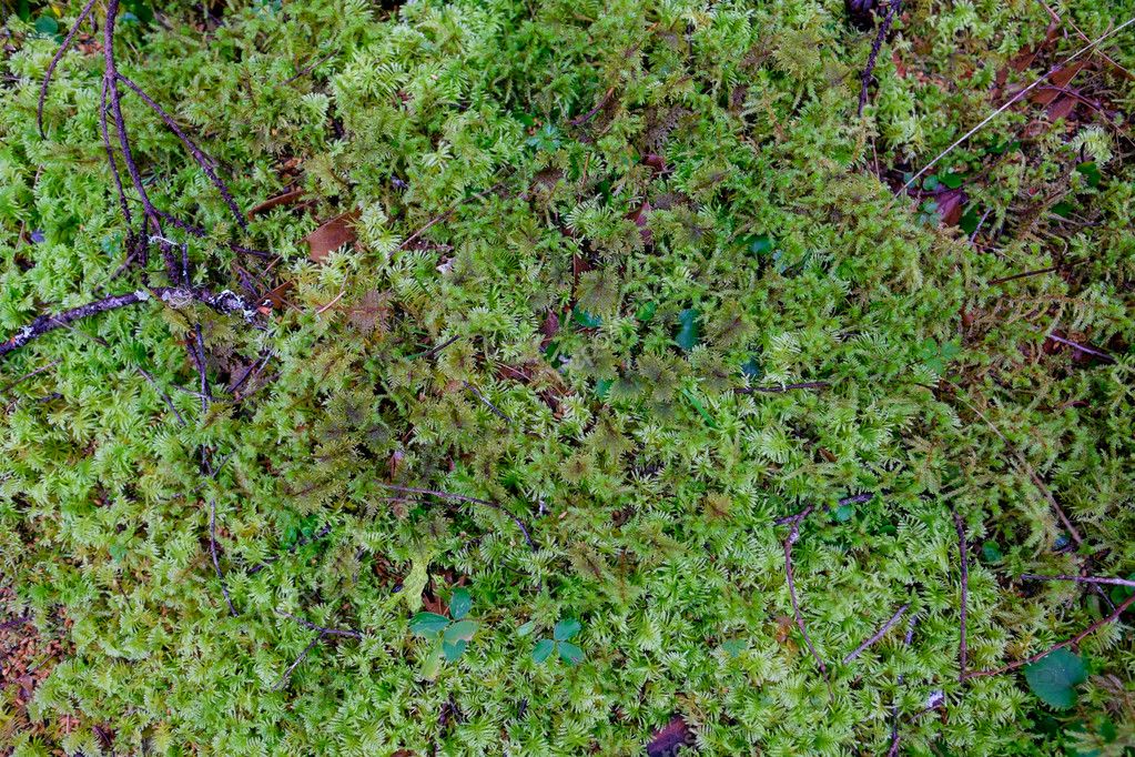 Moss Plant Texture