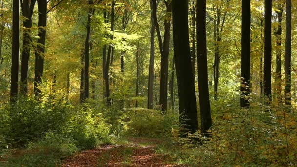 Pathway in the autumn forest Stock Photo by ©sborisov 6455974