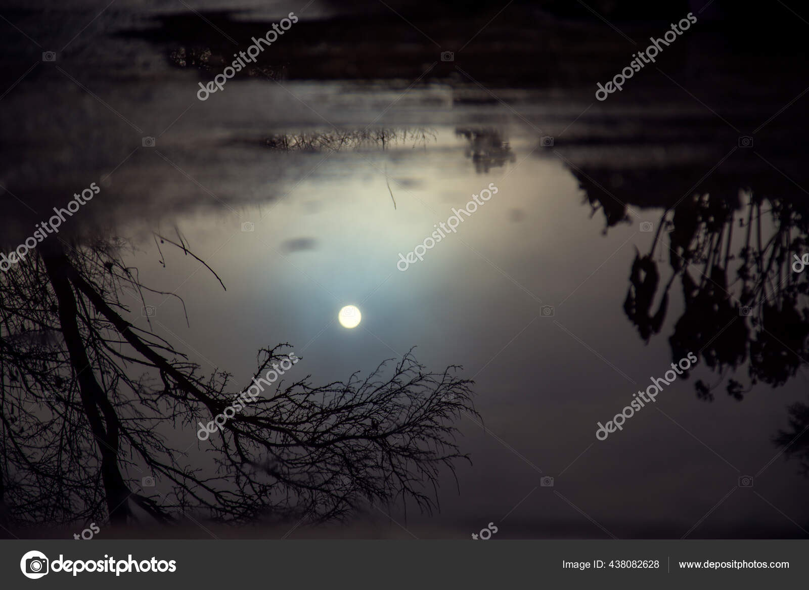 Reflection Tree Sun Puddle Water — Stock Photo © ingward #438082628