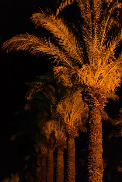 Palm trees night Stock Photos, Royalty Free Palm trees night Images ...