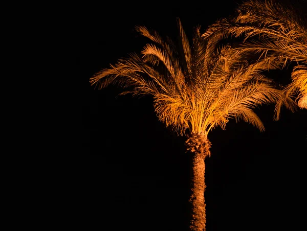 Palm trees night Stock Photos, Royalty Free Palm trees night Images ...
