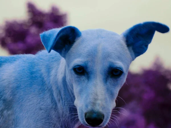 Fotos de Cachorro com olho azul, Imagens de Cachorro com olho azul sem ...