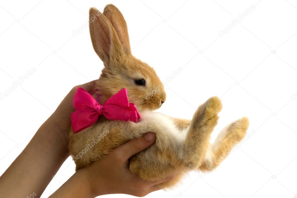 Rabbit with a bow on the children's hands. — Stock Photo © sveta3 #81472256