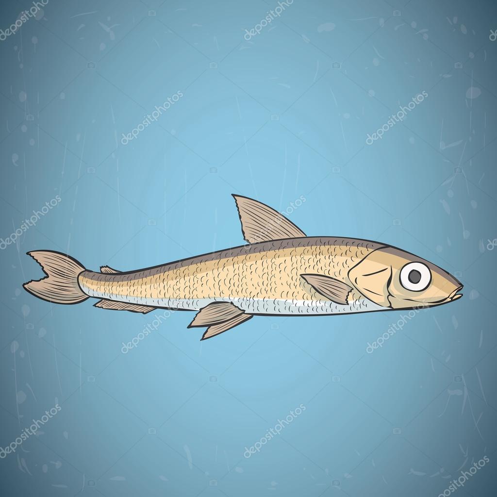 Outlined Hand drawn Smelt fish Stock Vector Image by ©dergriza #107737192