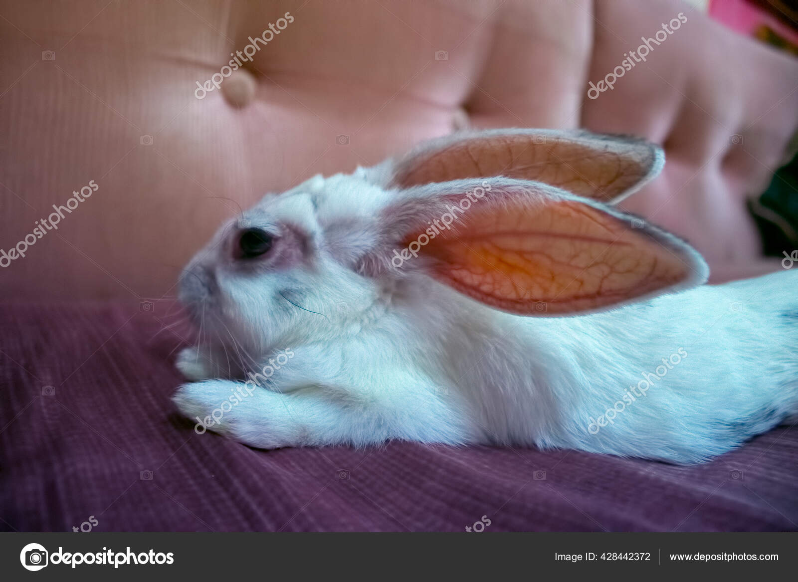 Cute White Rabbit Relaxing Sofa — Stock Photo © fatamorgana-999 #428442372