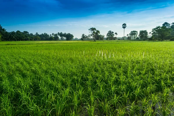 Indian rice field Stock Photos, Royalty Free Indian rice field Images ...