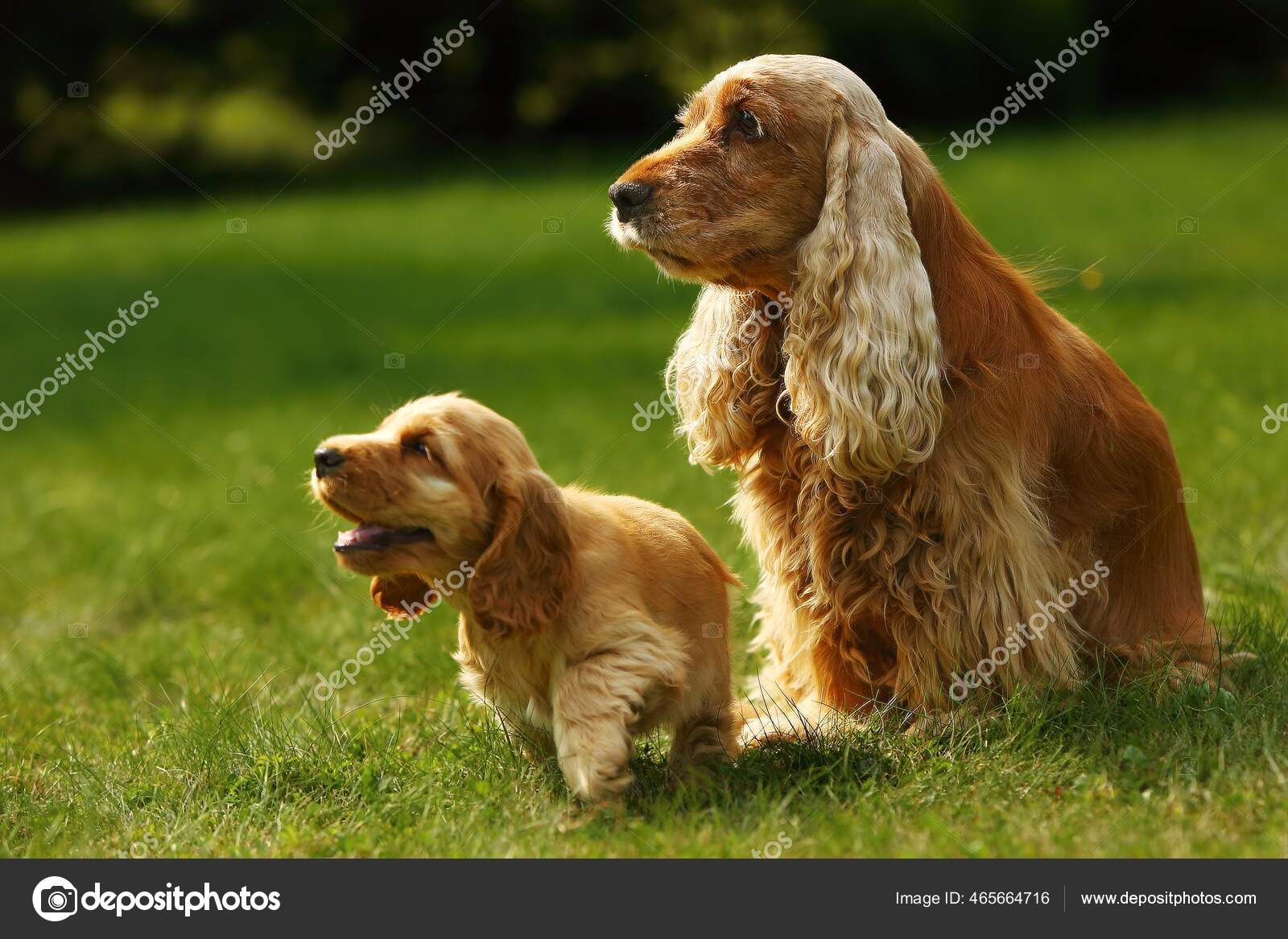 Red English Cocker Spaniel Puppies