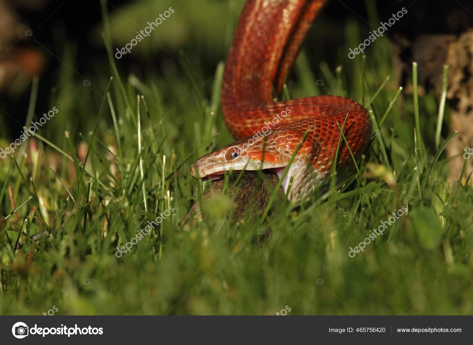 Green Snake Eating Mouse