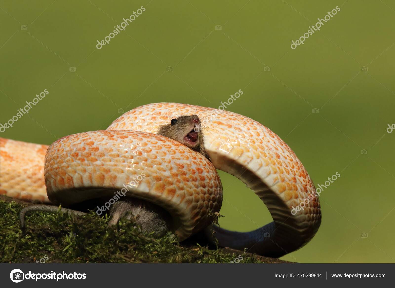 Green Snake Eating Mouse
