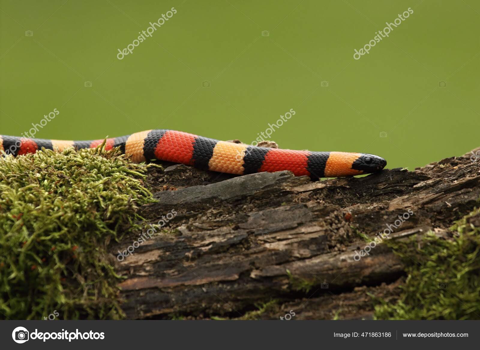 King Snake Campbell Lampropeltis Triangulum Campbelli Old Branch ...
