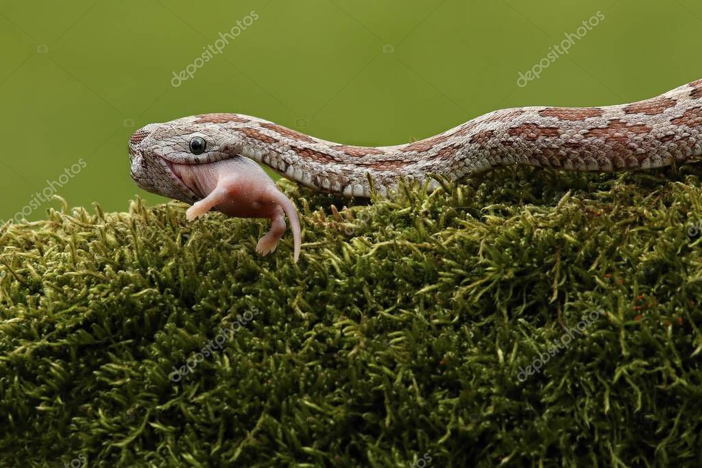 Una serpiente de maíz (Pantherophis guttatus o Elaphe guttata) después ...