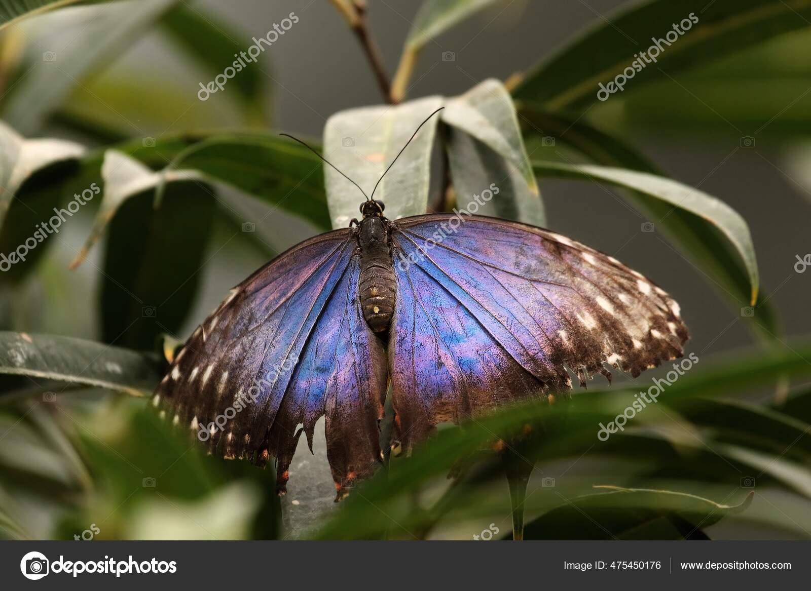 Blue Emperor Butterfly