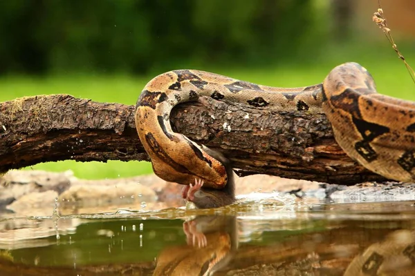 Boa constrictores fotos de stock, imágenes de Boa constrictores sin ...