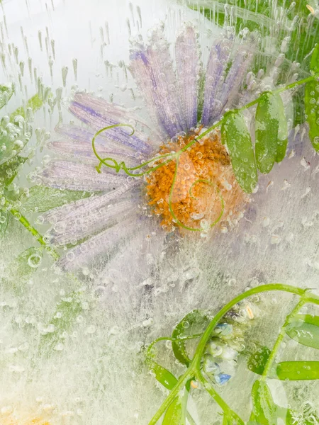 Frágil y delicado fotos de stock, imágenes de Frágil y delicado sin ...