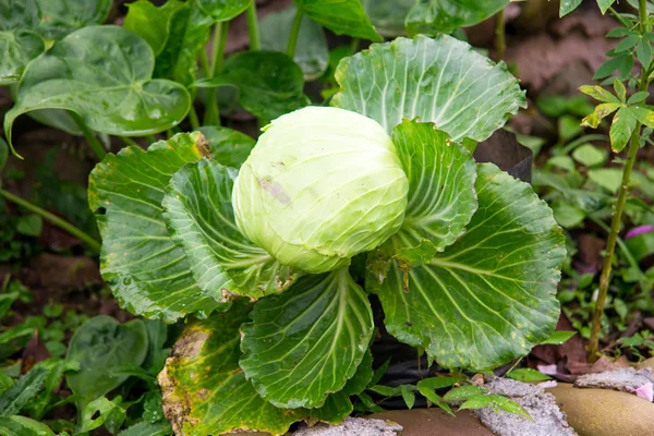 Fleurs de chou comestibles Stock Photos, Royalty Free Fleurs de chou ...