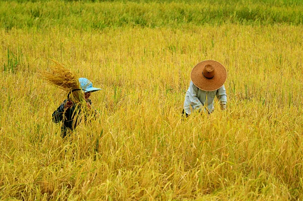 Rice farmers Stock Photos, Royalty Free Rice farmers Images | Depositphotos