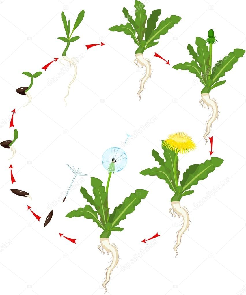 Dandelion Life Cycle