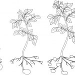 Coloring Page Life Cycle Pepper Plant Growth Stages Seed Flowering Stock Vector Image by ...