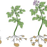 Potato plant growth cycle Stock Vector Image by ©mariaflaya #115449212